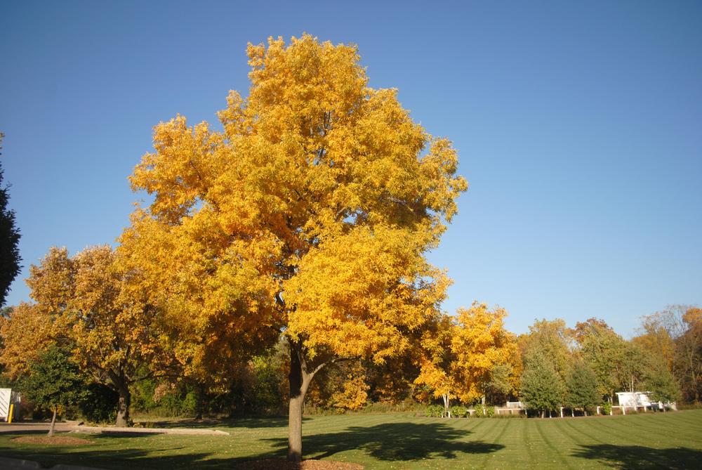 Bitternut Hickory (Carya cordiformis) - Garden.org