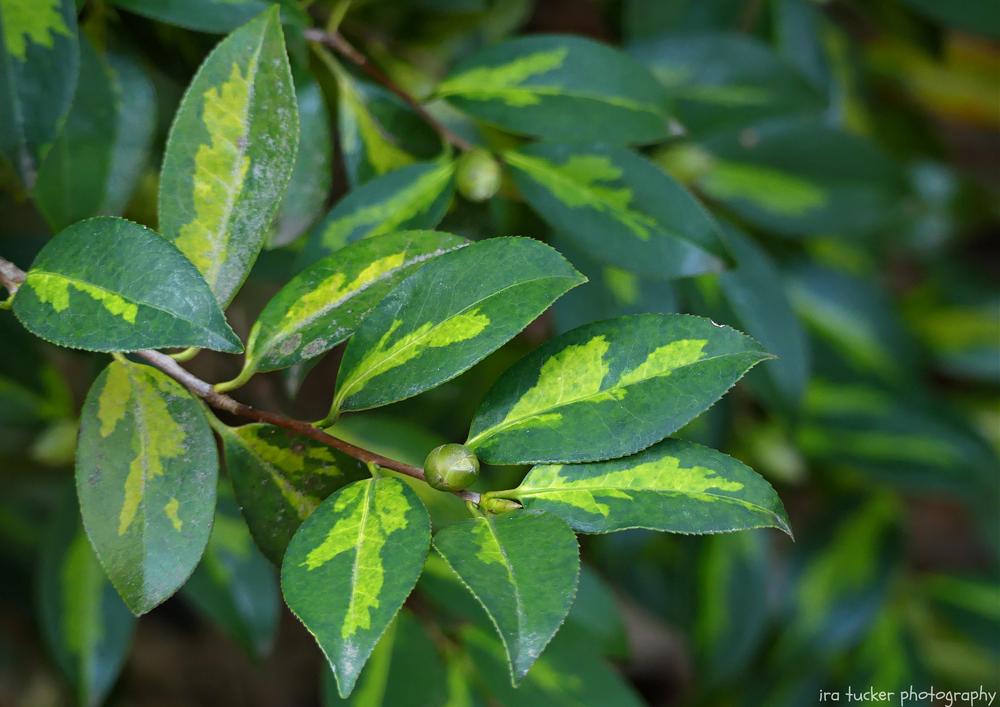 Photo of the leaves of Camellia 'Golden Spangles' posted by ...