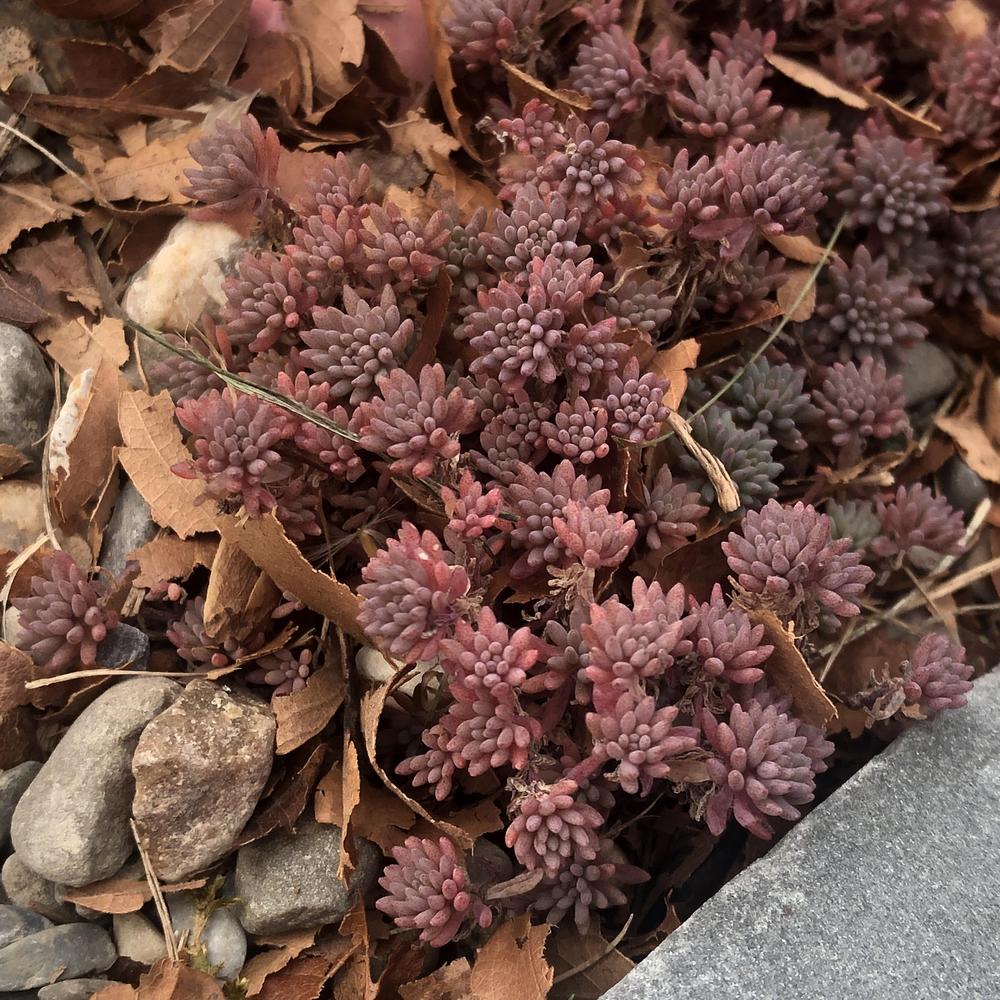 Photo of the entire plant of Spanish Stonecrop (Sedum hispanicum ...