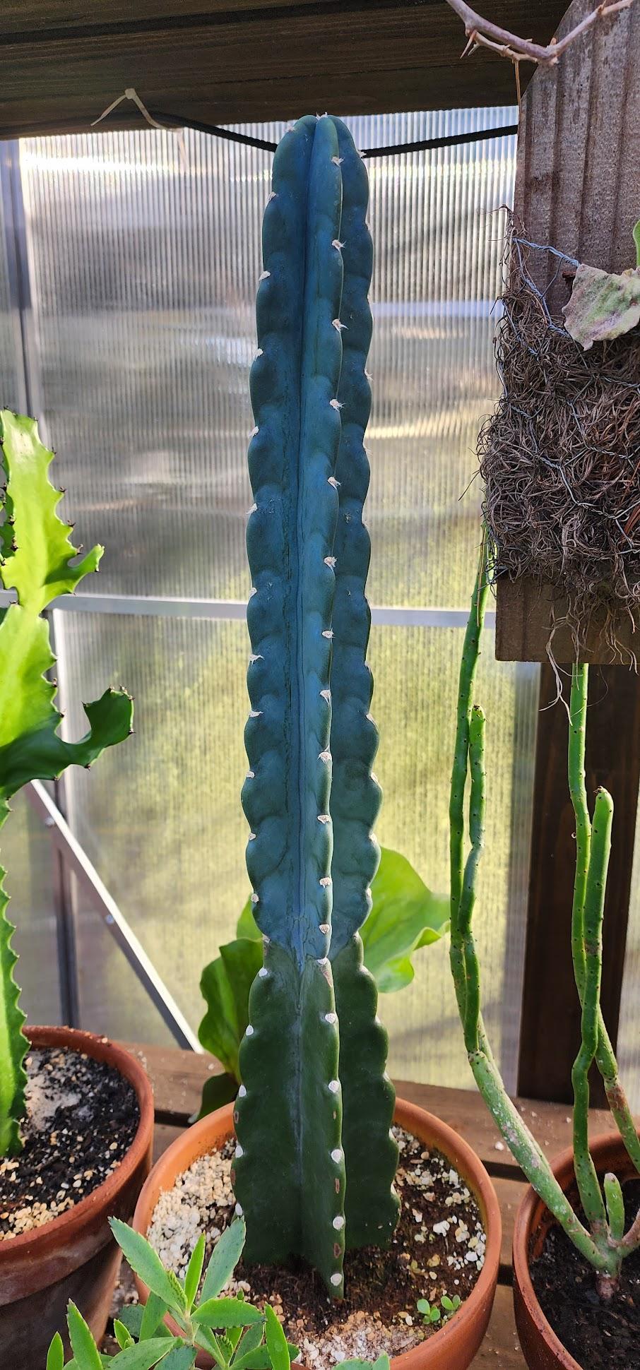 Photo of the entire plant of Cereus jamacaru 'Cuddly Cactus' posted by ...