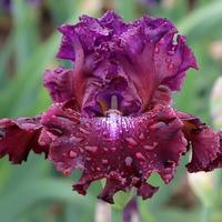 Photo of the bloom of Tall Bearded Iris (Iris 'Apple of My Eye') posted ...