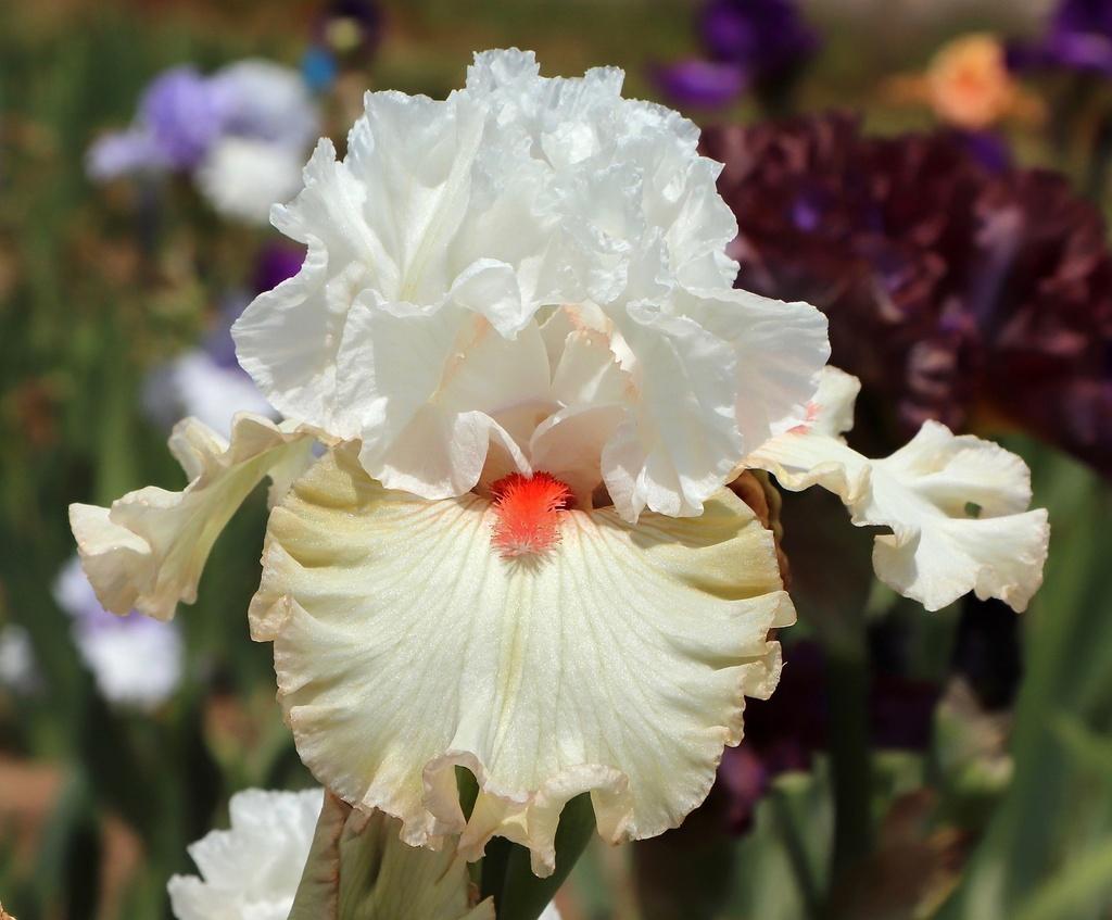 Photo of the bloom of Tall Bearded Iris (Iris 'America's Top Model ...