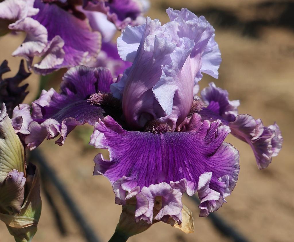 Photo of the bloom of Tall Bearded Iris (Iris 'Amethyst Angel') posted ...