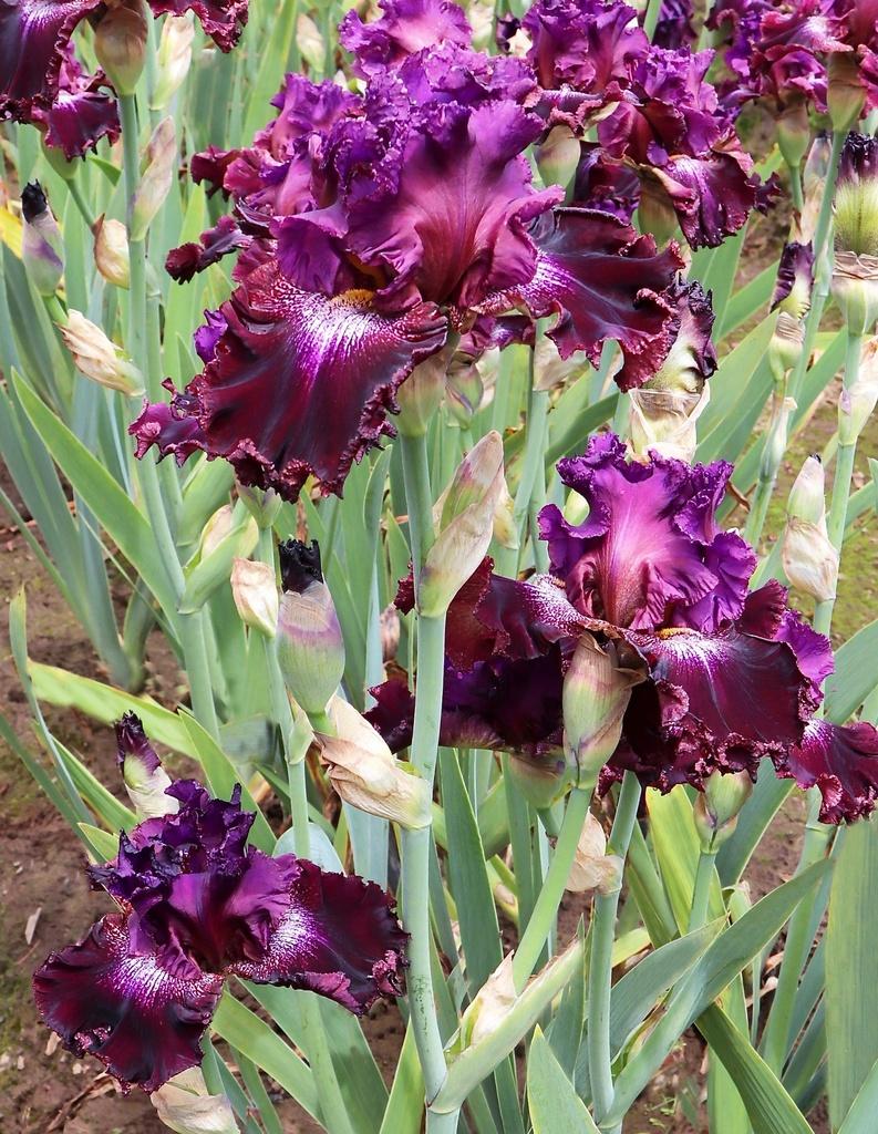 Tall Bearded Iris (Iris 'Apple of My Eye') in the Irises Database ...