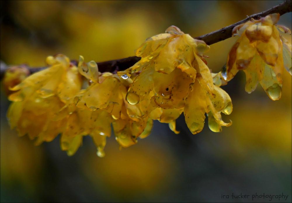 Photo of the bloom of Fragrant Wintersweet Tree (Chimonanthus praecox ...