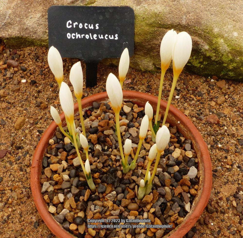 Photo of the bloom of Fall Crocus (Crocus ochroleucus) posted by ...