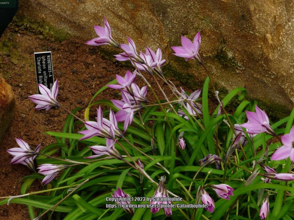 Photo of the bloom of Spring Starflower (Ipheion uniflorum 'Charlotte ...