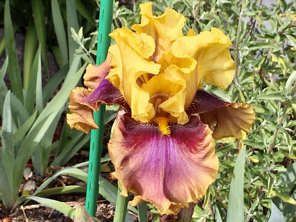 Photo of the bloom of Tall Bearded Iris (Iris 'Scarlet Sun') posted by ...