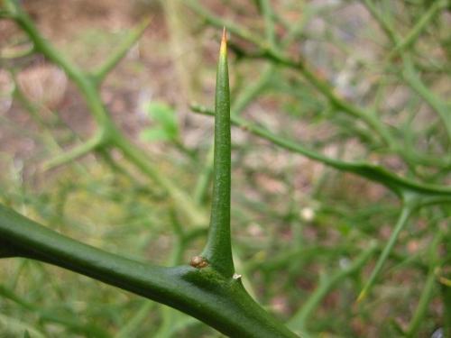 Vine identity in the Plant ID forum - Garden.org