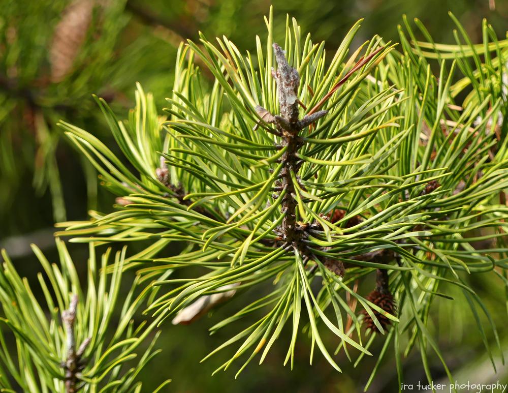 Virginia Pine (Pinus virginiana 'Wate's Golden') - Garden.org