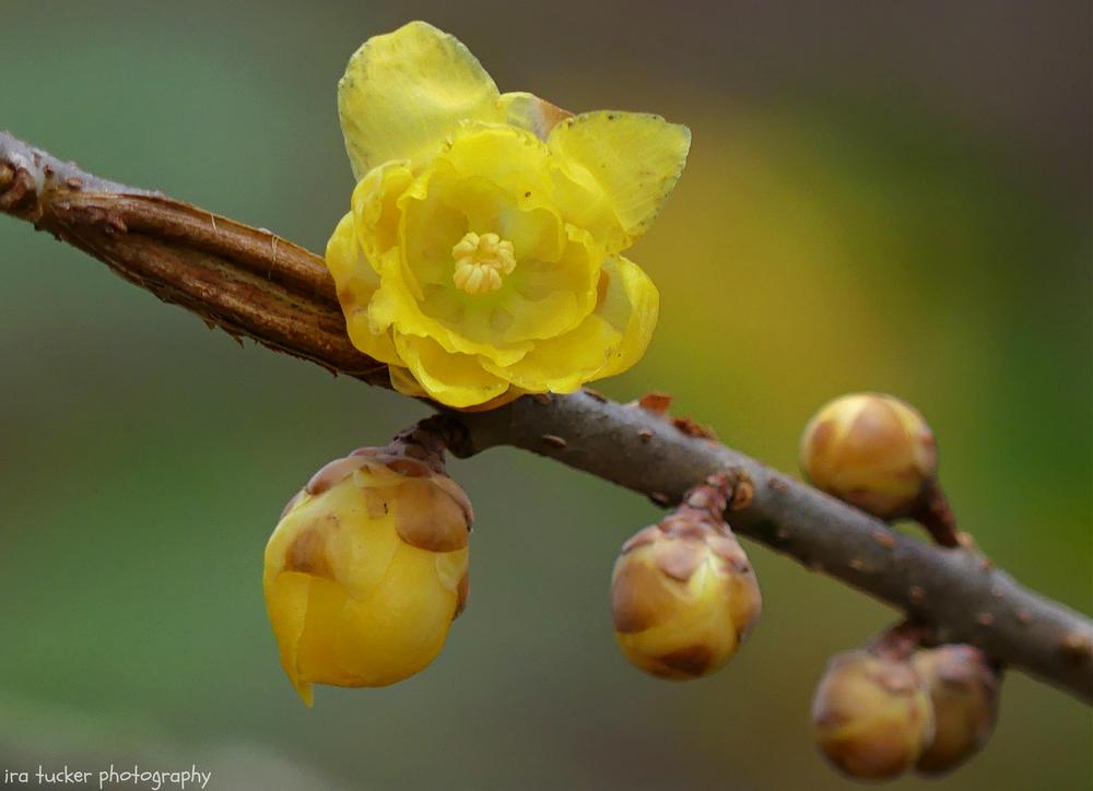Photo of the bloom of Fragrant Wintersweet Tree (Chimonanthus praecox ...