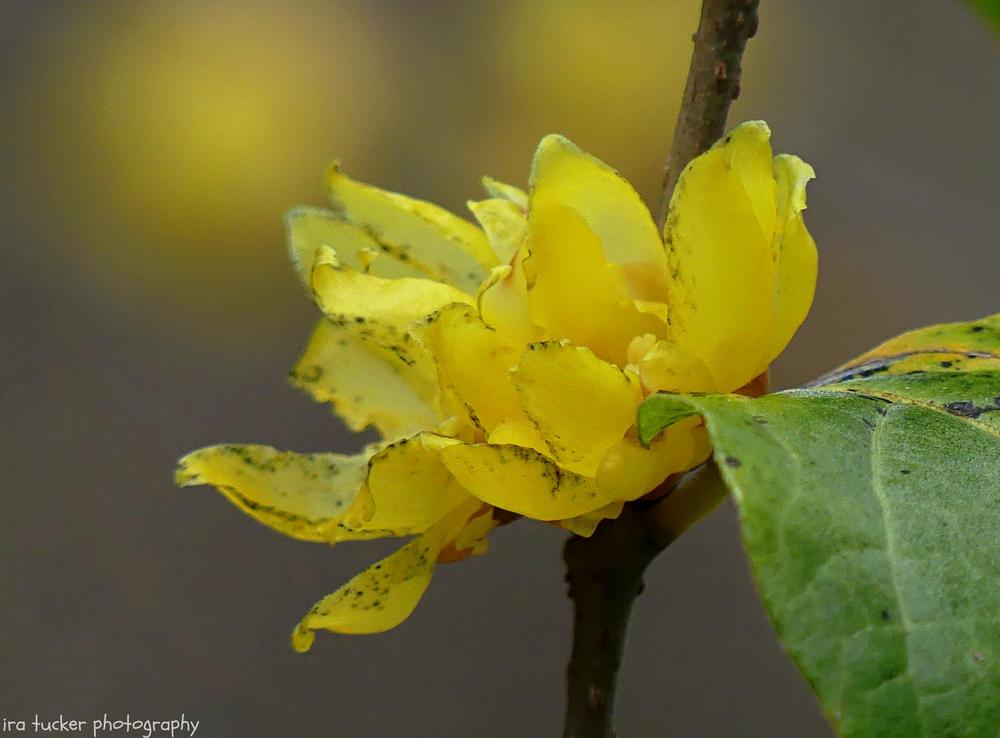 Photo of the bloom of Fragrant Wintersweet Tree (Chimonanthus praecox ...