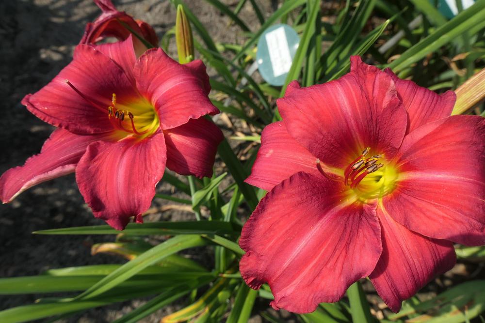 Photo of the bloom of Daylily (Hemerocallis 'New Note') posted by ...