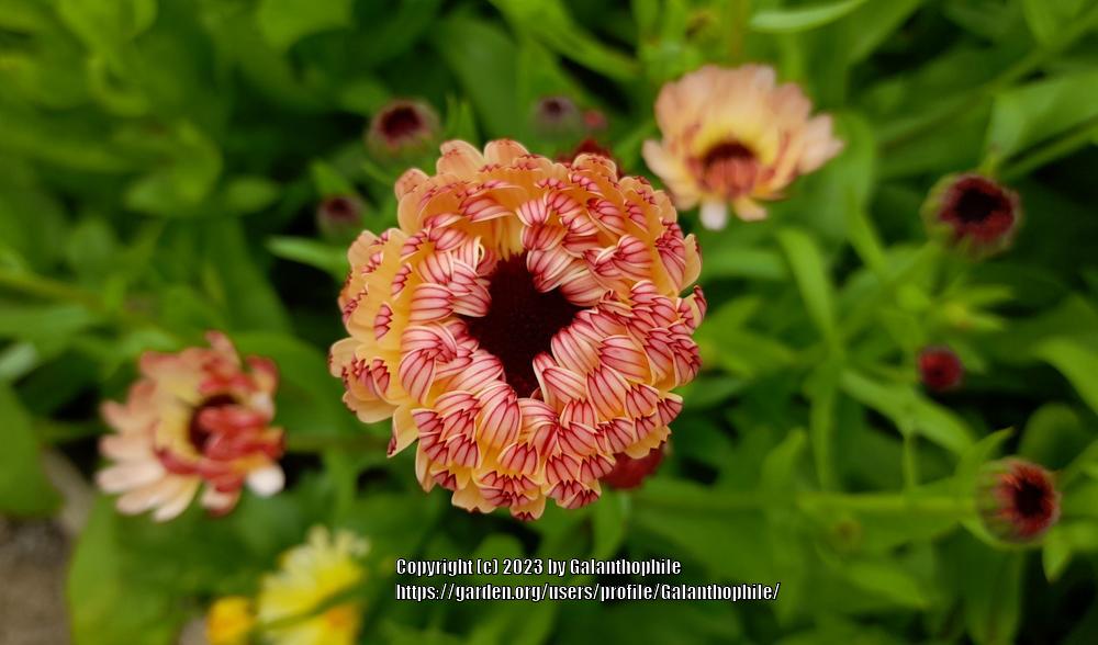Photo of the bloom of Pot Marigold (Calendula officinalis 'Sunset Buff ...