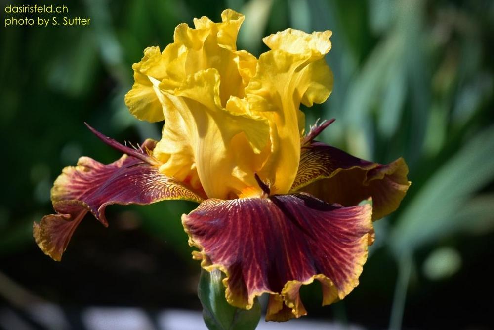 Tall Bearded Iris (Iris 'Magic Lamp') in the Irises Database - Garden.org