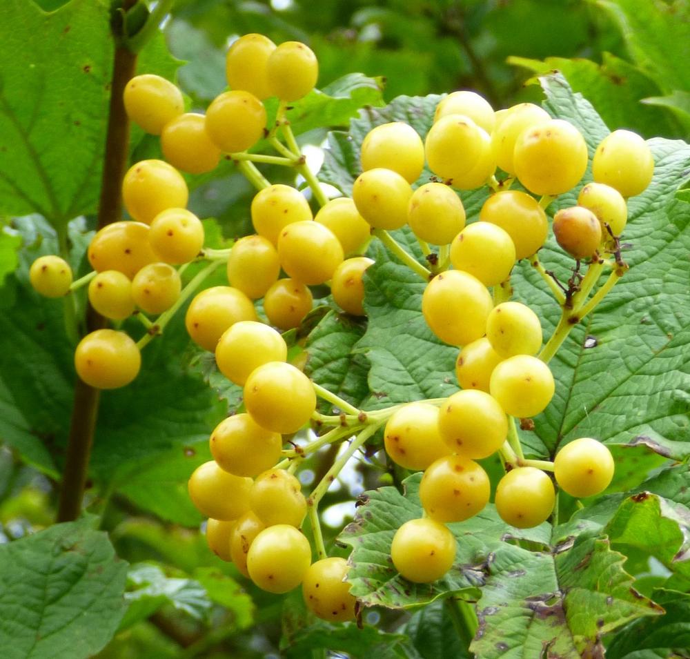 Photo of the fruit of European Cranberrybush Viburnum (Viburnum opulus ...