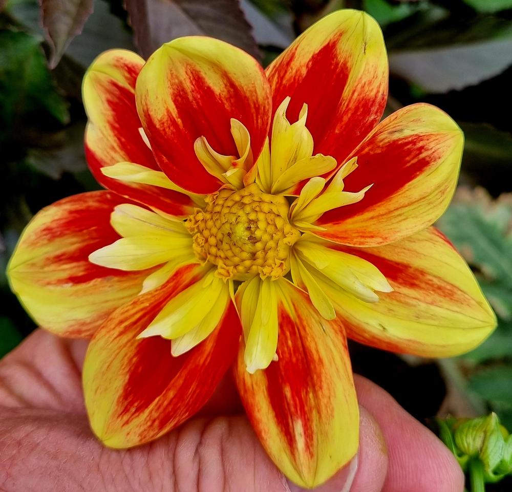 Photo of the bloom of Dahlia 'Formby Sunrise' posted by gwhizz - Garden.org