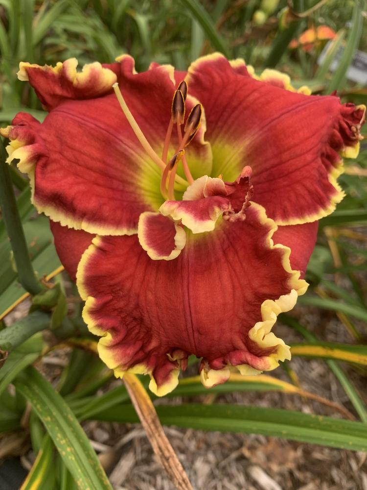 Photo of the entire plant of Daylily (Hemerocallis 'Only the Bold') posted by pat102 - Garden.org