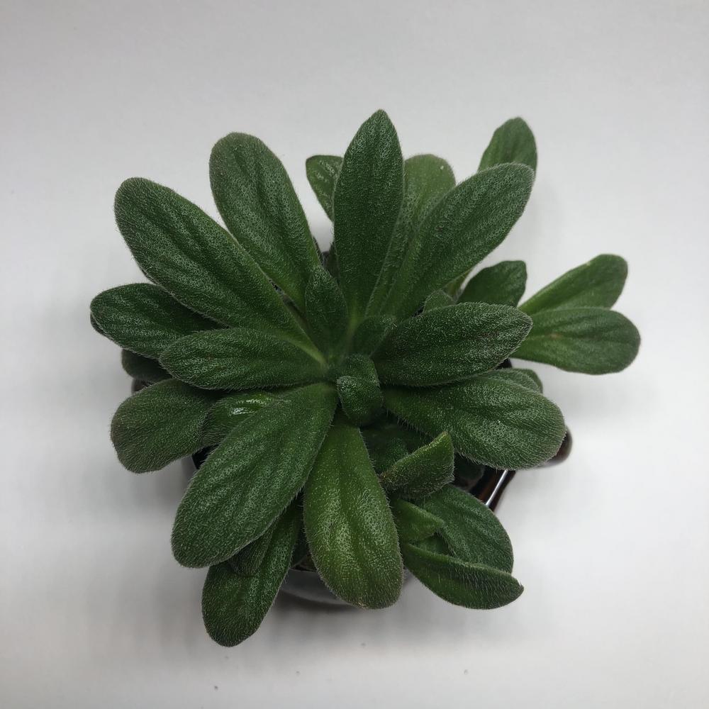 Photo of the entire plant of Asian Violet (Primulina linearicalyx ...