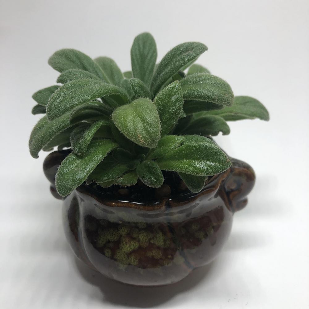 Photo of the entire plant of Asian Violet (Primulina linearicalyx ...