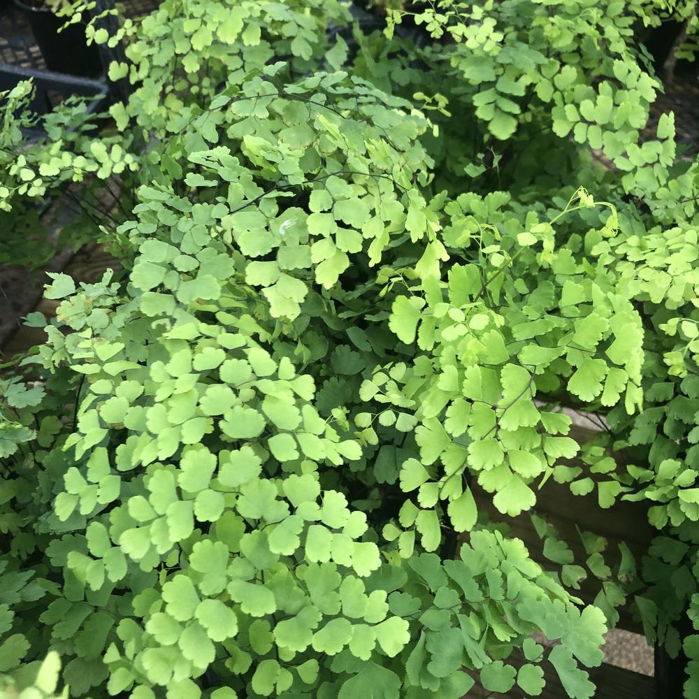 Photo of the entire plant of Adiantum raddianum 'Fragrantissimum ...
