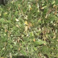 Photo of the stem, scape, stalk or bark of Maltese Rock Centaury ...