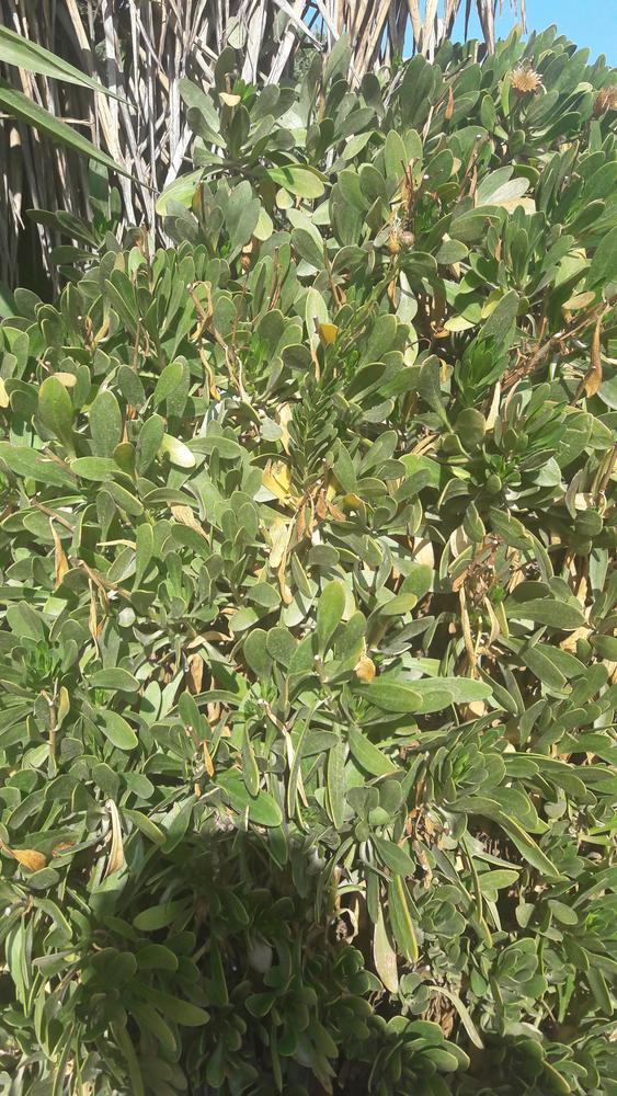 Photo of the stem, scape, stalk or bark of Maltese Rock Centaury ...