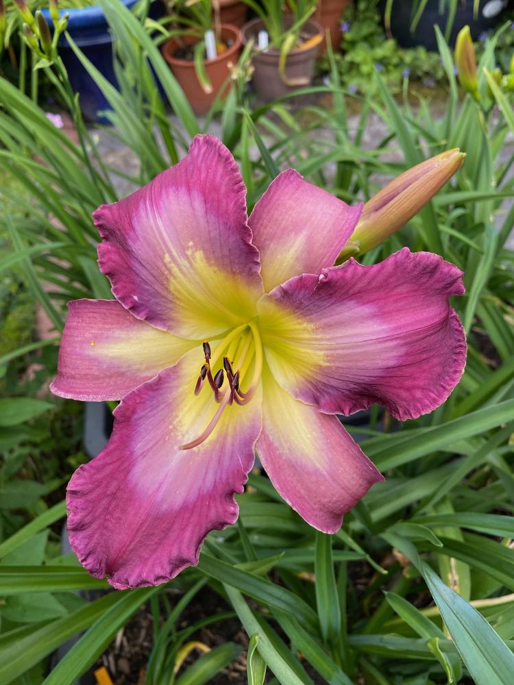 Photo of the bloom of Daylily (Hemerocallis 'Boitzer Theodor') posted ...