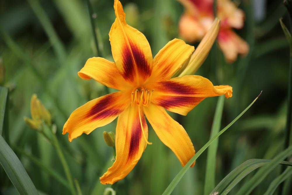 Photo of the bloom of Daylily (Hemerocallis 'Calico Spider') posted by ...