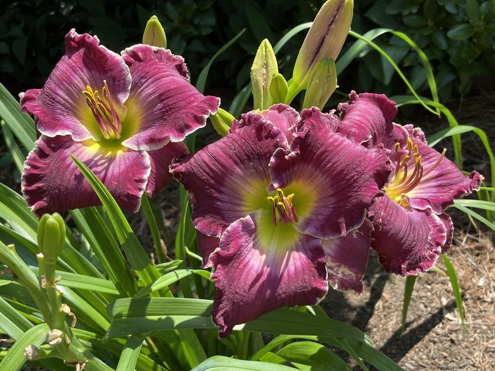 Daylily of the Day: Rich in Mercy in the Plants of the Day forum ...