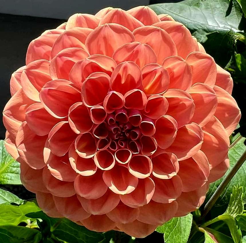 Dahlia 'Bracken Palomino' in the Dahlias Database - Garden.org