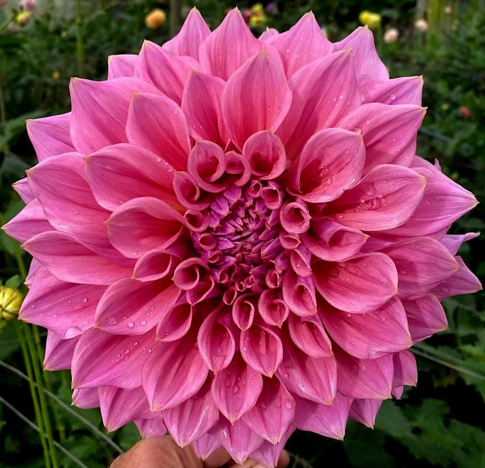 Photo of the bloom of Dahlia 'Formby Monarch' posted by gwhizz - Garden.org