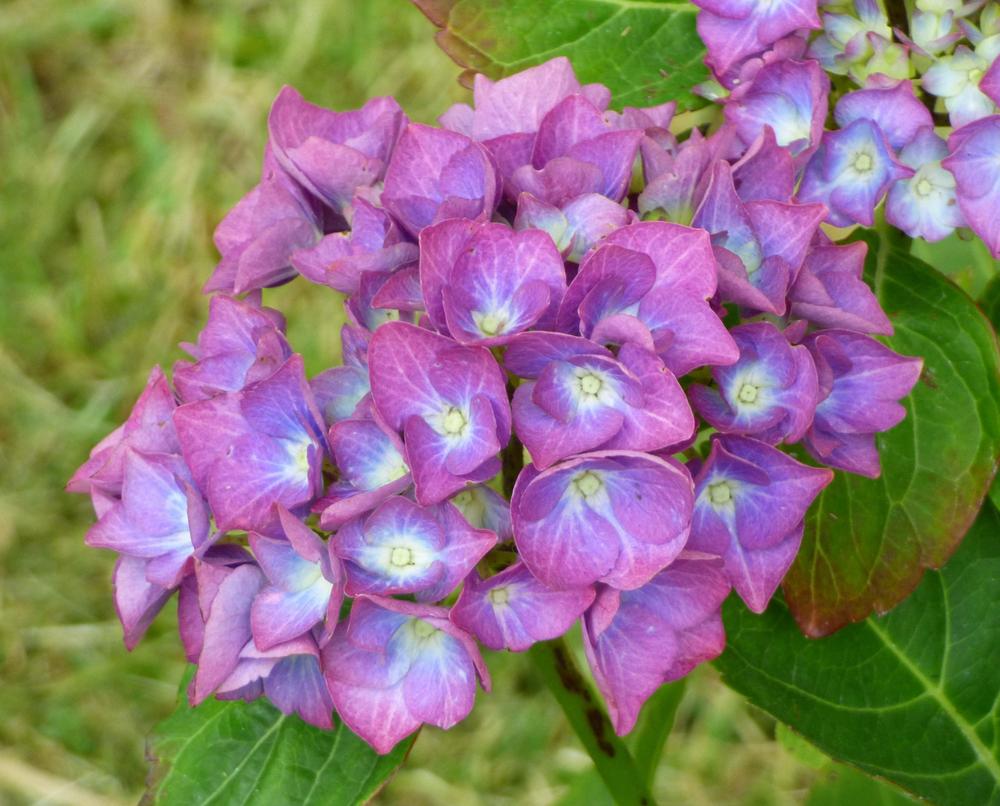 Bigleaf Hydrangea (Hydrangea macrophylla 'Renate Steiniger') in the Hydrangeas Database - Garden.org