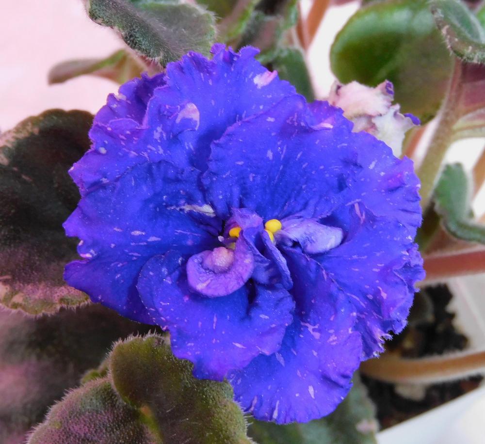 Photo of the bloom of African Violet (Streptocarpus 'VaT-Diskoteka ...