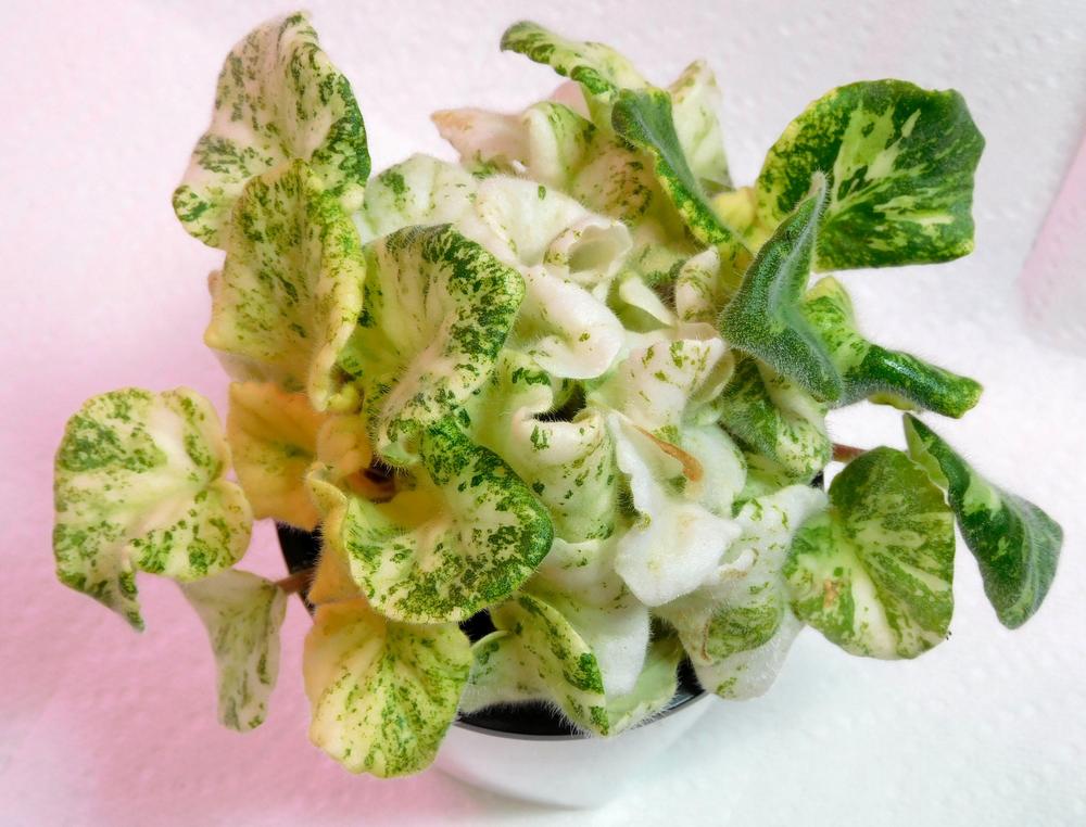 Photo of the leaves of African Violet (Streptocarpus 'Lilian Jarrett ...