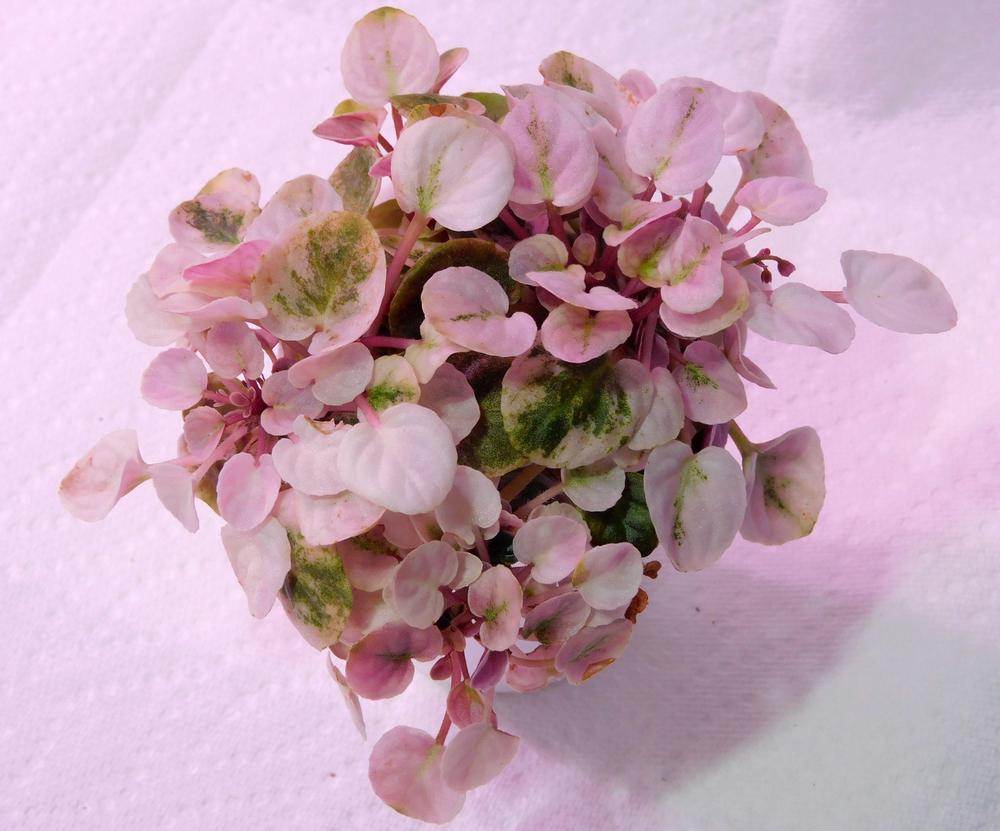 Photo of the entire plant of African Violet (Streptocarpus 'Champagne ...