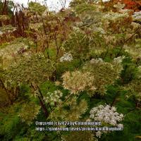 Baltic Parsley (Cenolophium denudatum) - Garden.org