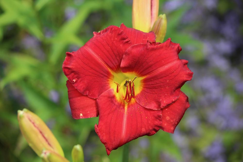 Photo of the bloom of Daylily (Hemerocallis 'Funny Valentine') posted ...