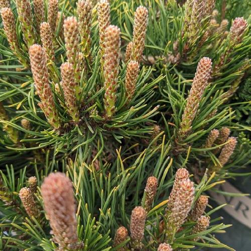 Mugo Pine (Pinus mugo subsp. mugo 'Pumilio') - Garden.org