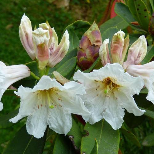 Rhododendron 'Polar Bear' in the Rhododendrons Database - Garden.org