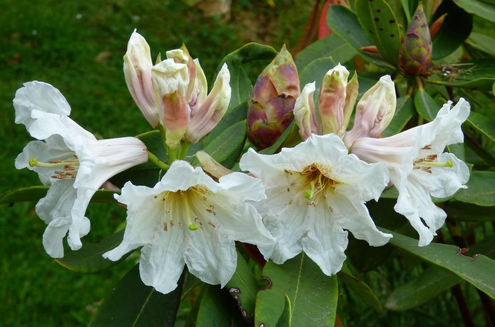 Rhododendron 'Polar Bear' in the Rhododendrons Database - Garden.org