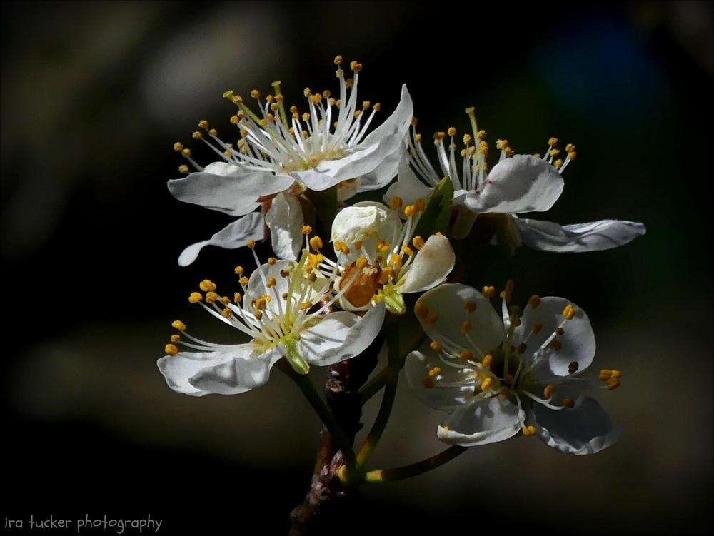 Photo of the bloom of Mexican Plum (Prunus mexicana) posted by ...