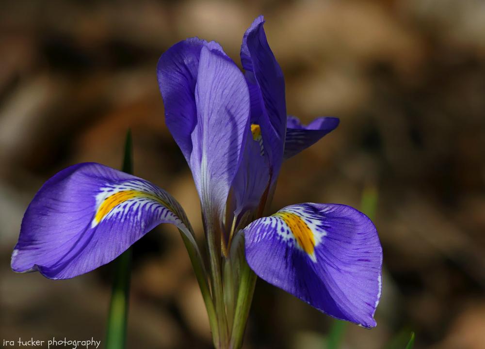 Photo of the bloom of Species Iris (Iris unguicularis 'Winter Echoes ...