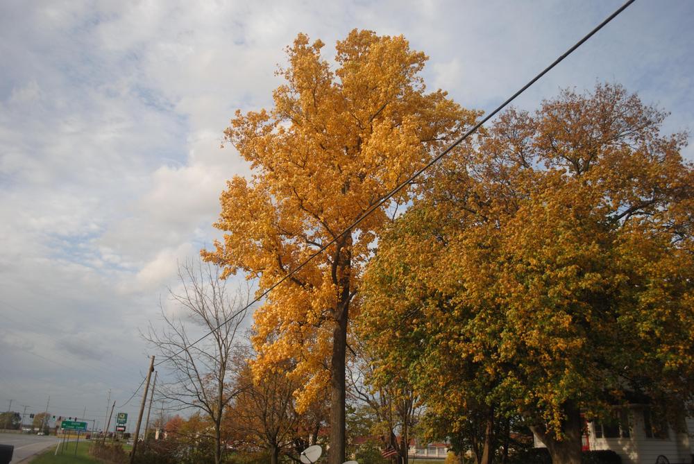 Photo of the fall color of Tulip Poplar (Liriodendron tulipifera ...