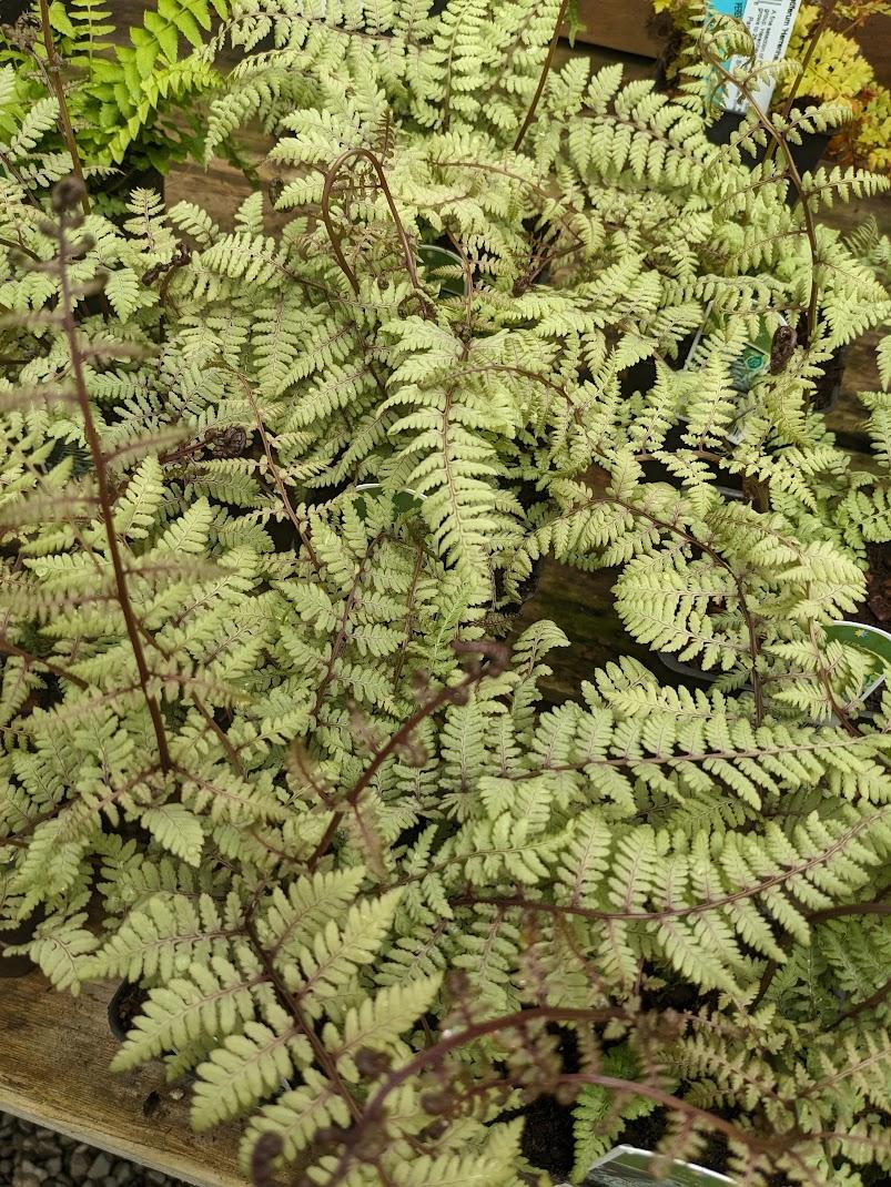 Ghost Fern (Athyrium 'Ghost') - Garden.org