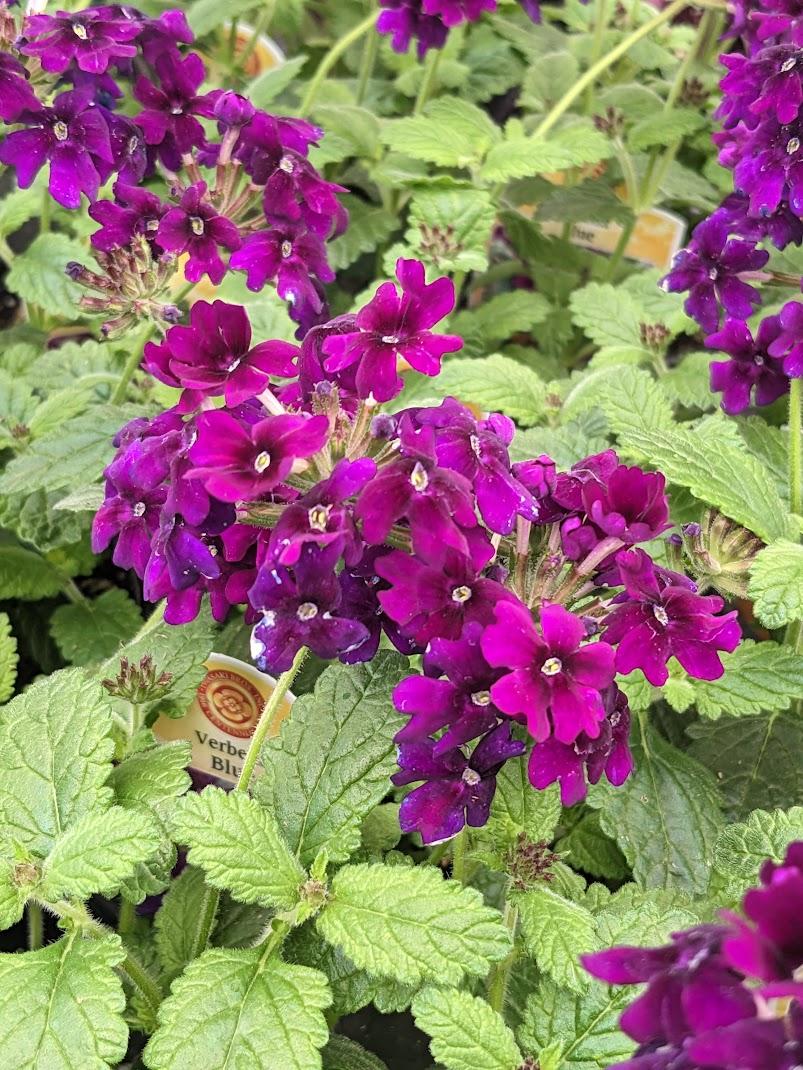 Verbena (Verbena x hybrida Empress™ Flair Violet Blue) - Garden.org