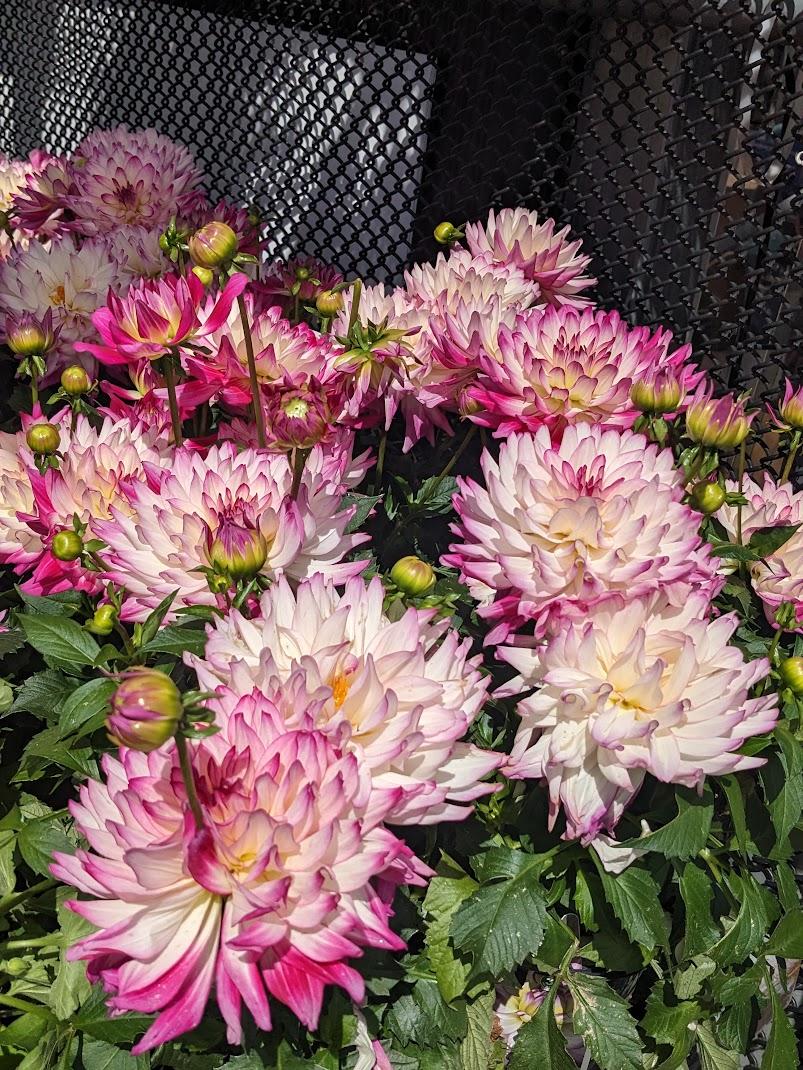 Photo of the entire plant of Dahlia LaBella® Maggiore Rose Bicolour ...