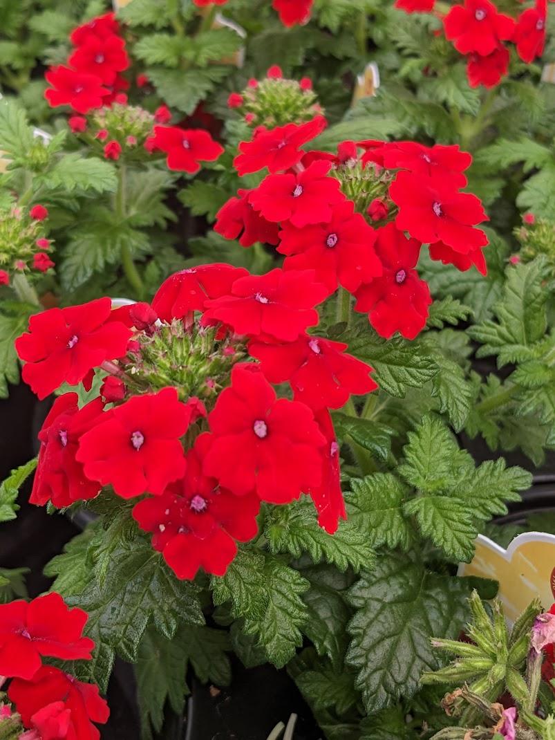 Verbena (Verbena x hybrida Empress™ Flair Red) - Garden.org