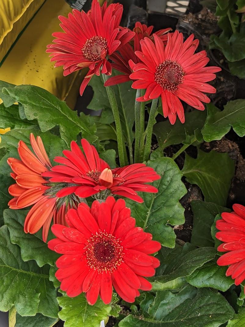 Photo of the entire plant of Transvaal Daisy (Gerbera jamesonii Mega ...