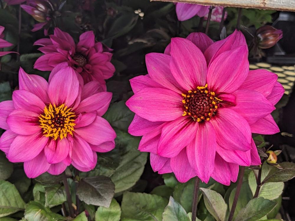 Photo of the bloom of Dahlia Dahlinova® Temptation Lavender posted by ...